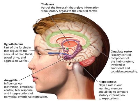 structures under the cortex diagram quizlet