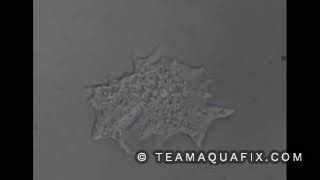 Naked Amoeba Aquafix