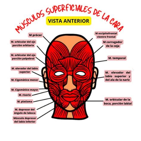 Musculos Superficiales De La Cara MARYURI LISBETH UDocz