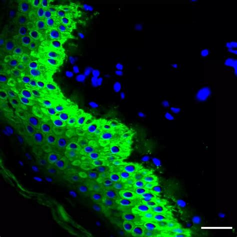 Pan Cytokeratin Antibody Anti Human Reafinity Miltenyi Biotec Usa