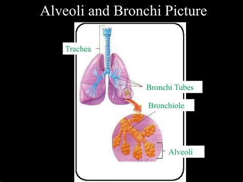 Alveoli Are Located At The End Of The Bronchi
