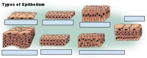 Types Of Epithelium Diagram Quizlet