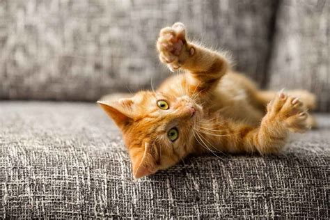 Clawful Behavior Fear Free Happy Homes