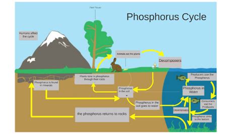 Phosphorus Cycle Diagram The Phosphorus Cycle Stock Vector