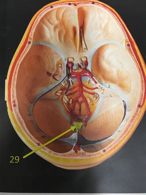Brainstem Diagram Quizlet