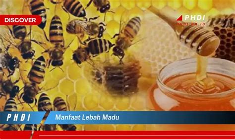 Temukan Manfaat Lebah Madu Yang Bikin Kamu Penasaran