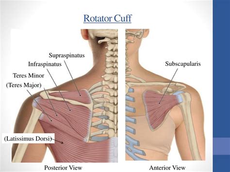Ps Of The Shoulder Girdle Grafic Guru