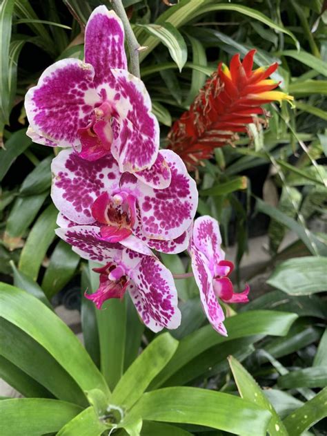 Pin By Mary Rumschlag On Gods Incredible Creation Plants The