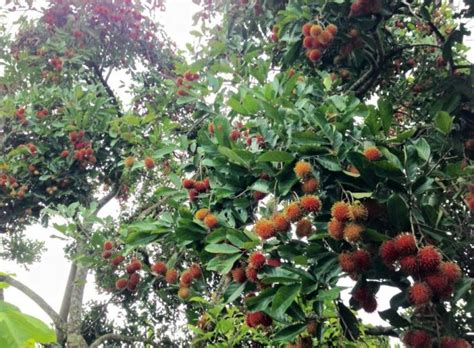 Pohon Rambutan