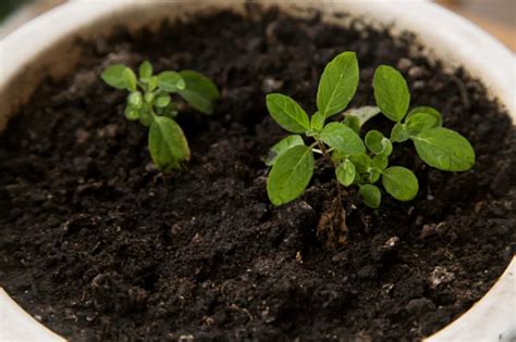 Cómo plantar menta en una taza para decorar y perfumar toda la casa