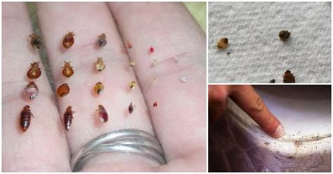 Ecco Come Sbarazzarsi Delle Cimici Dei Letti Consiglietrucchii Casa