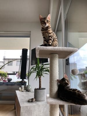 Sina Bengalen Jungtier Katze Auf Tiere At