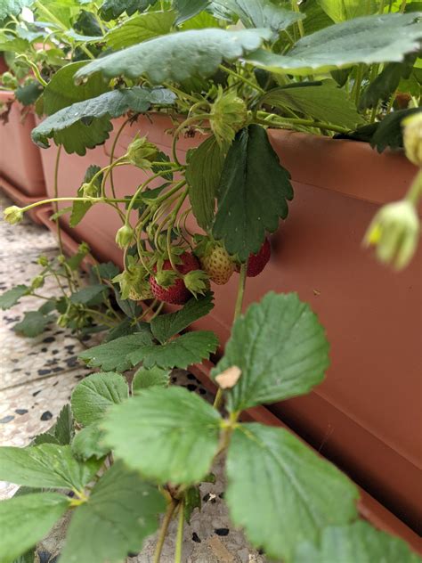 Jak pěstovat jahody v truhlíku na balkóně balkonovadzungle cz