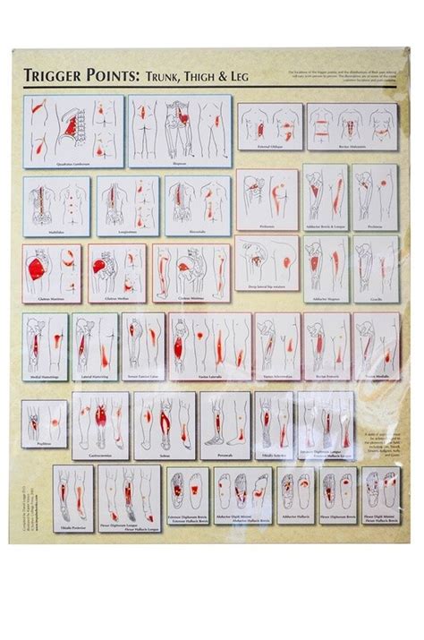 Planche Anatomique Trigger Points Charts Planches X