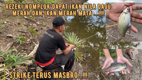 Rezeki Nomplok Strike Ikan Nila Dagu Merah Dan Ikan Merah Mata Di
