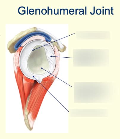Glenohumeral Joint Diagram Quizlet