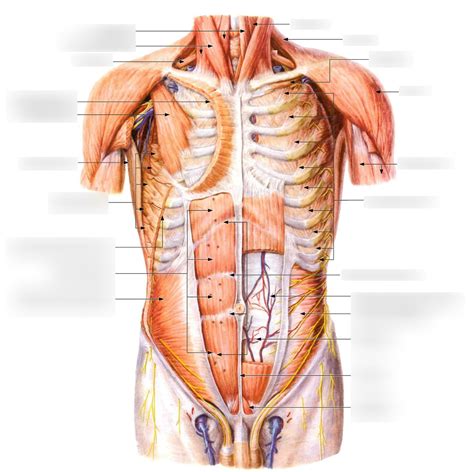 Muscles Of The Torso Deep Anterior Diagram Quizlet