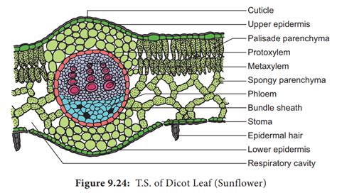 Dicot Leaf
