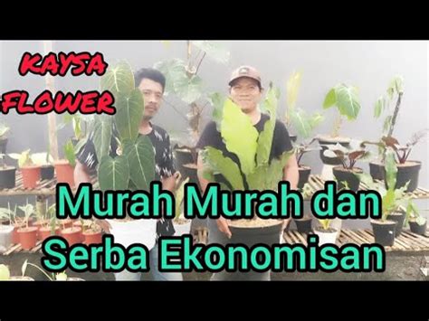UPDATE TANAMAN HIAS MURAH MERIAH SERBA EKONOMISAN DI KAYSA FLOWER YouTube