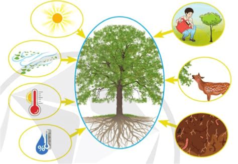 Lý thuyết KHTN 8 Bài 38 Cánh diều 2024 Môi trường và các nhân tố