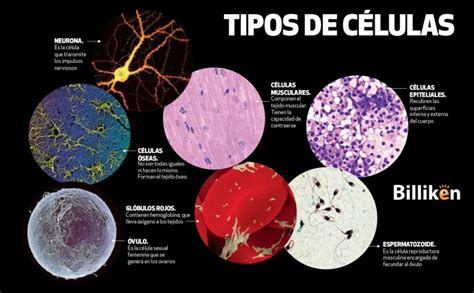 Cuerpo humano toda la información sobre las células y un material
