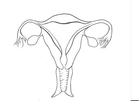 Female Reproductive System Study Set Diagram Quizlet