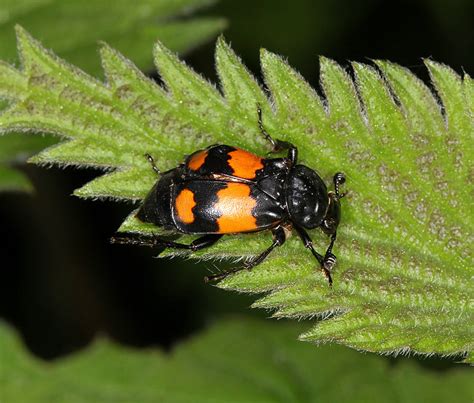 Hvilken Bille Med Orange Pletter Naturbasen