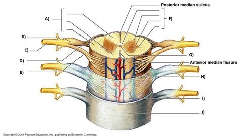 Spinal Cord Labeled Dura Mater