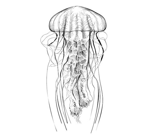 Een Zwart Wit Tekening Van Een Kwal Premium Vector