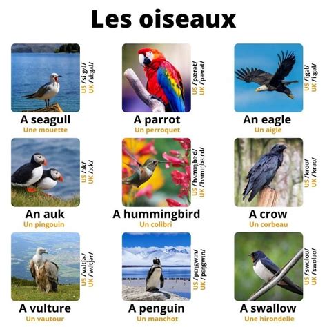 PAUL APPRENDRE LANGLAIS On Instagram Le Vocabulaire Des Oiseaux