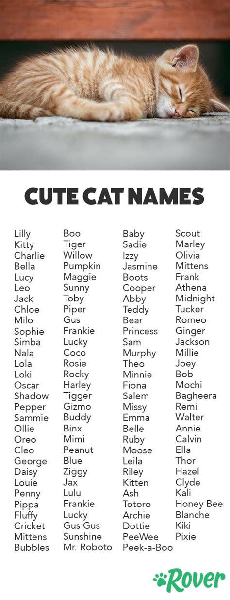 Cute Cat Names For Orange And White Cats