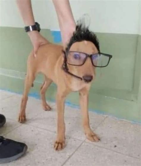 Pin de Quién soy yo en Memes Y Humor Humor de animales Fotos de