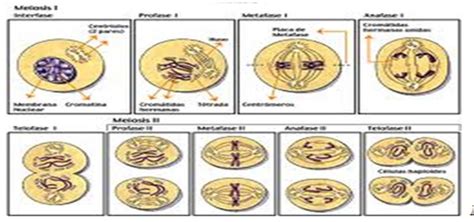 TEKNIK INOVATIF BIOLOGI Bab 5 Pembahagian Sel Meiosis