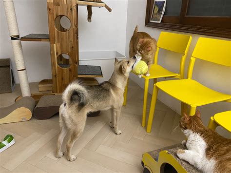 cocoa room on Twitter RT KIMaram 고양이 오빠가 너무 좋은 강아지 동생은 자신이 좋아하는