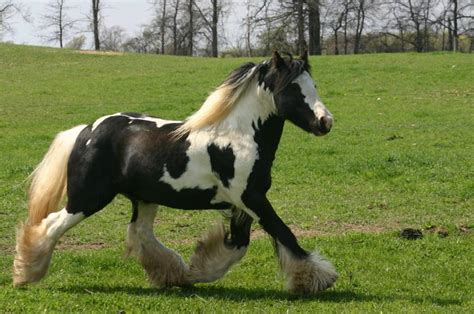 LE PLUS GRAND CHEVAL DU MONDE TOP 10 Des PLUS GRANDES RACES DE CHEVAL