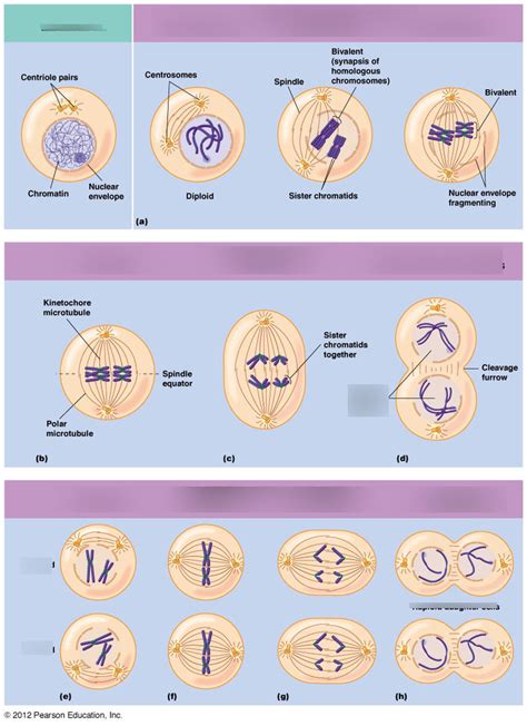 Meiosis Ii Stages And Significance Of Meiosisii Cell