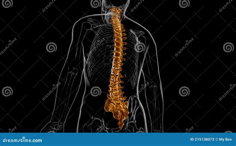 Human Skeleton Vertebral Column Vertebrae Anatomy 3D Stock Illustration