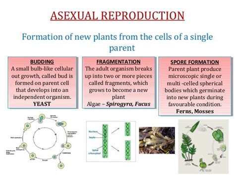 Cbse Grade 7 Chapter 11 Reproduction In Plants