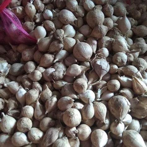 Jual Bawang Putih Tunggal Lanang LOKAL 500Gram Kecil Shopee Indonesia