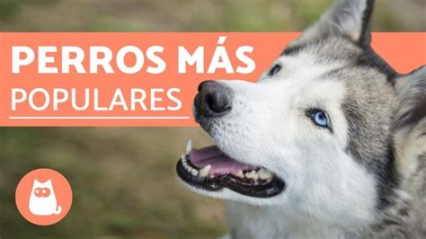Las Razas de Perros Más Populares 2024