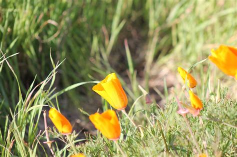 Coquelicots Fleur Coquelicot Sur Photo Gratuite Sur Pixabay Pixabay