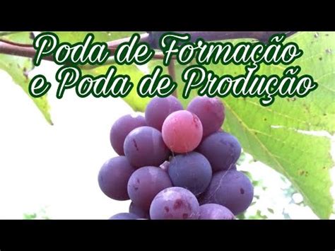Dois tipos de poda da Uva Poda de Formação do primeiro ano e Poda de