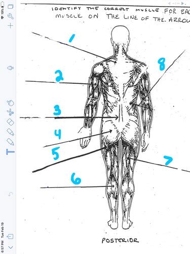Muscle Man Test Flashcards Quizlet