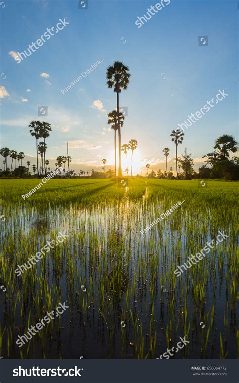 Asian Palmyra Palm Toddy Palm Sugar Stock Photo 656064772 Shutterstock