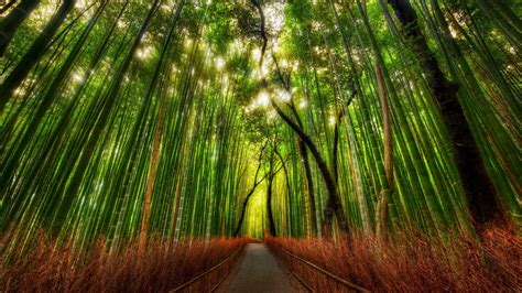 Green Trees Bamboo Forest HDR HD Wallpaper Wallpaper Flare