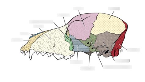 Lateral Aspect Of The Skull Diagram Quizlet