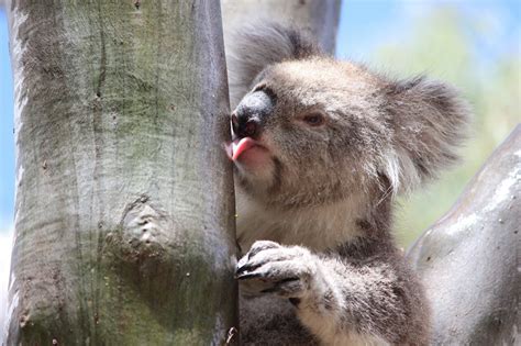 Curiosidades De Los Koalas Que No Dejan De Sorprendernos
