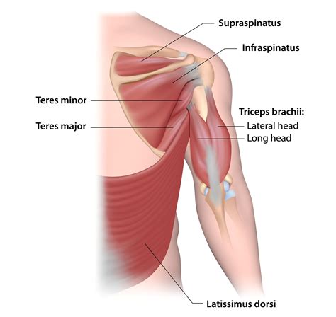 The Rotator Cuff Ladner Village Physiotherapy Delta BC