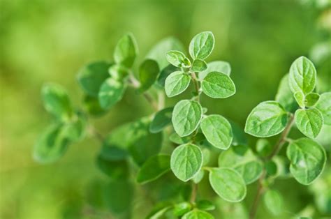 Oregano Öl 6 Wirkungen 3 Risiken des Pflanzenöls gesundfit de