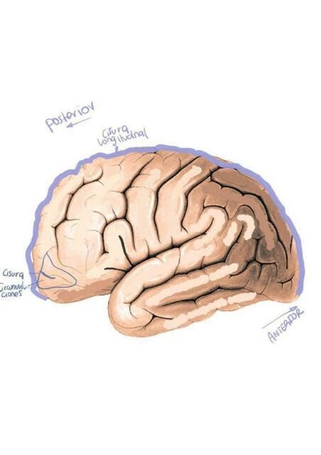 Surcos Y Cisuras Cerebro SANDIA2232 UDocz